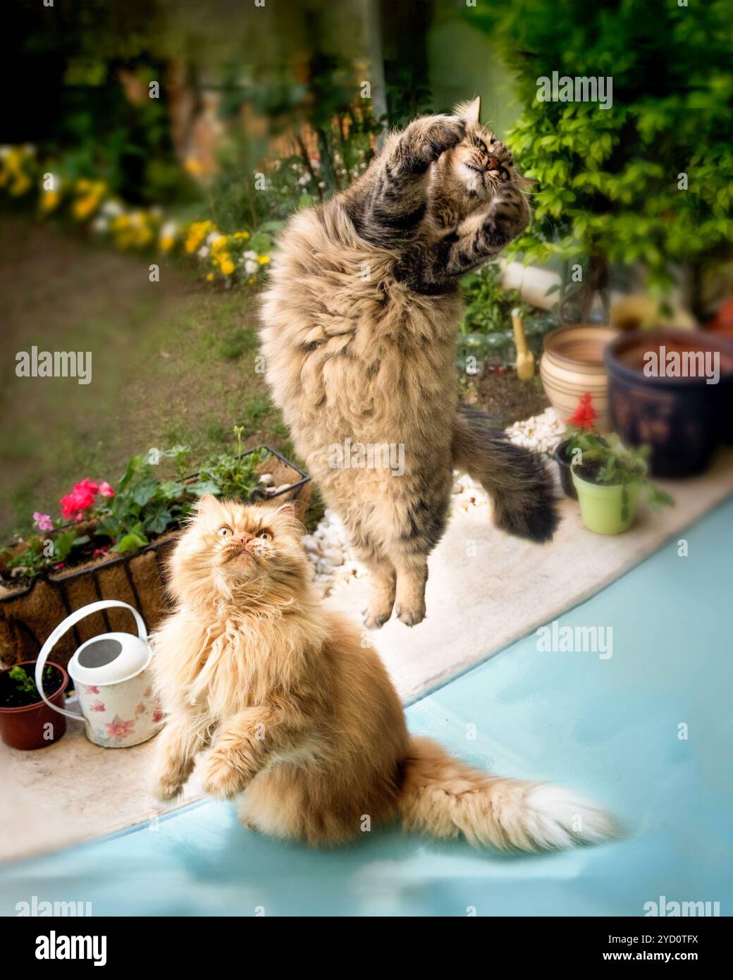 Two cats play jumping hi-res stock photography and images - Alamy