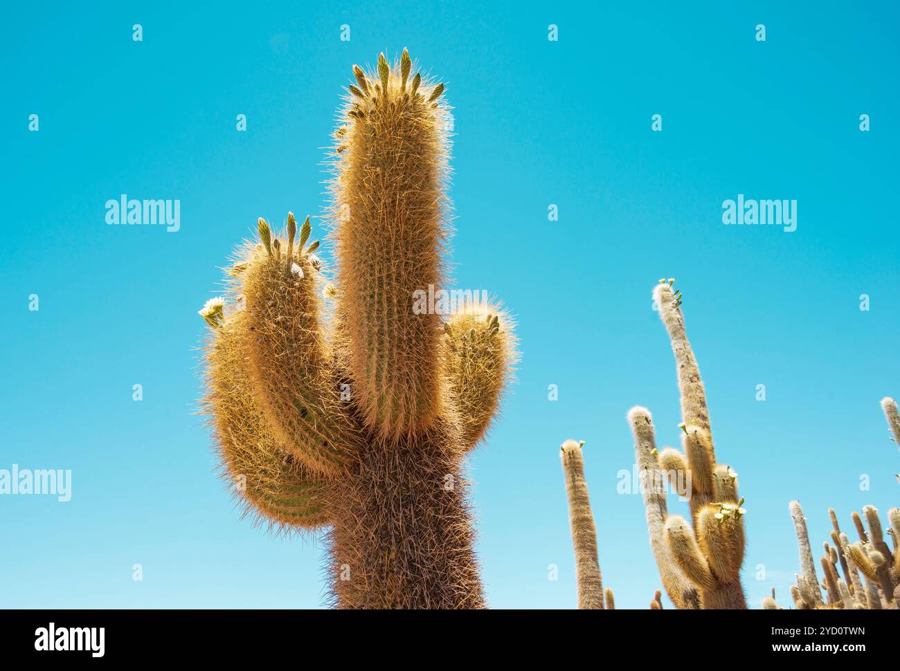 Famous plants hi-res stock photography and images - Alamy