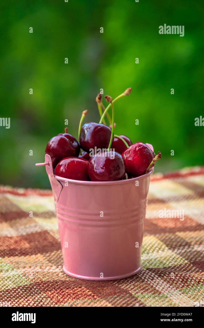 A bucket of sweet cherries. Pink iron bucket. Summer fruits. Sweet ...