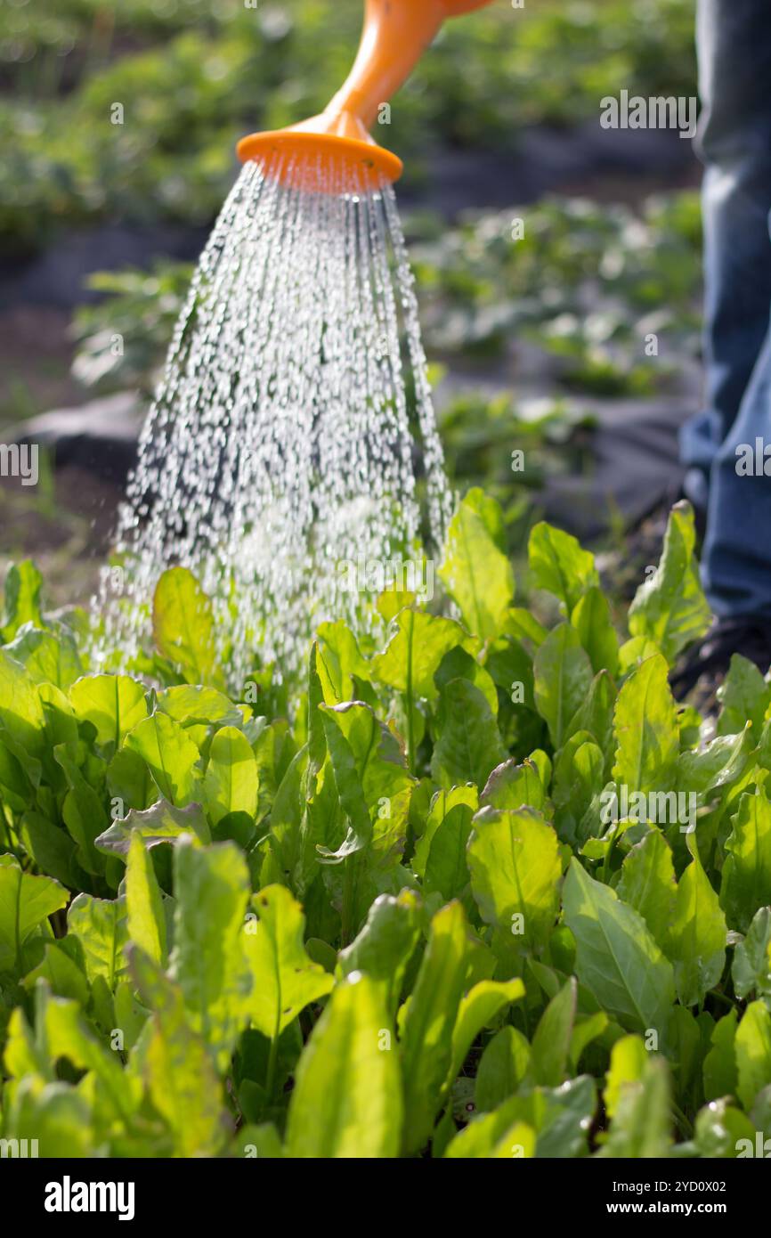 Watering of beds from a watering can. Care of beds. Caring for plants ...
