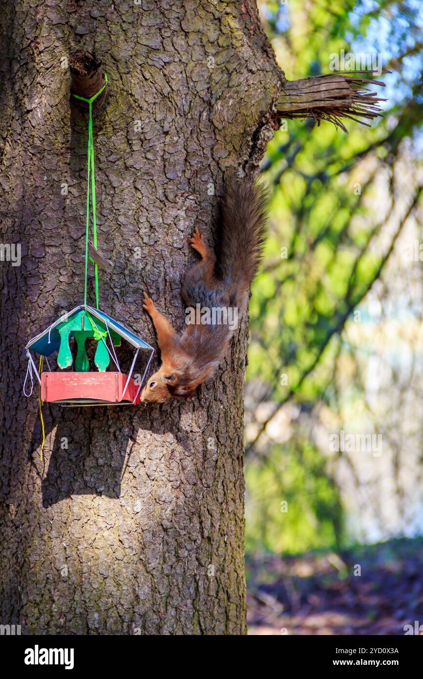 Squirrel eats from the trough. Squirrel on the tree. Red squirrel ...