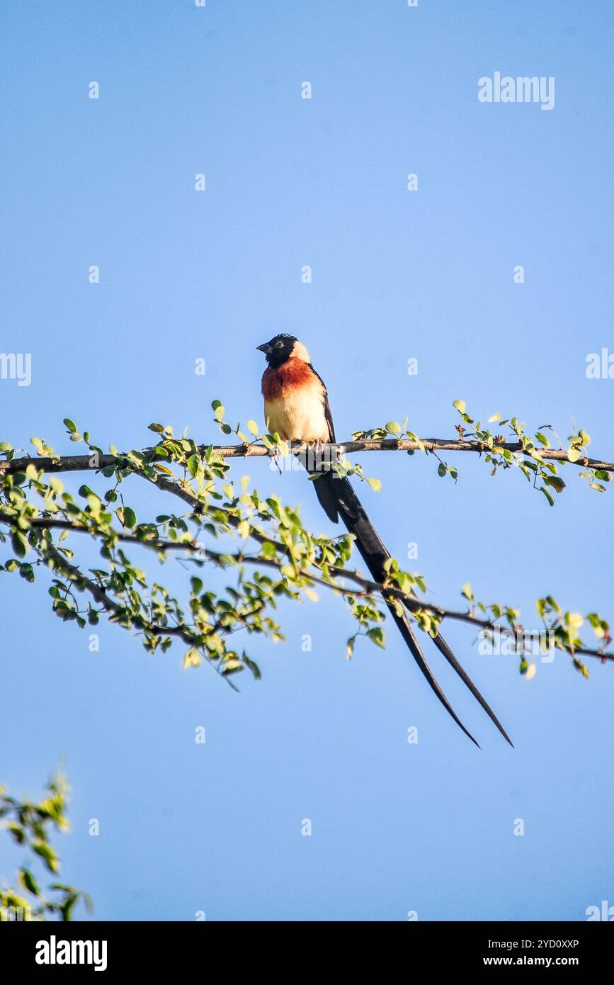 Eastern Paradise Whydah ( Vidua pradisaea ) - Amudat - Karamoja, Uganda ...