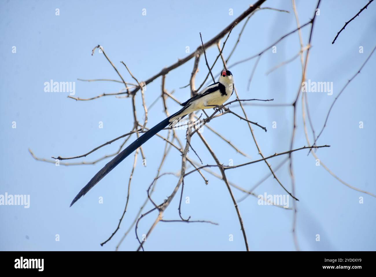 PIN-TAILED WHYDAH - ( Vidua macroura ) in Murchison Falls National Park ...