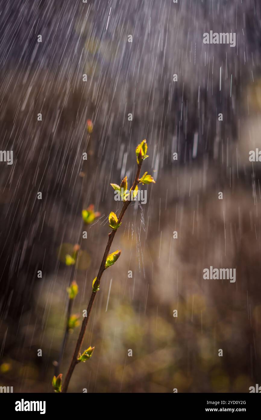 The first leaves of the bush. Dissolving leaflet. The beginning of ...