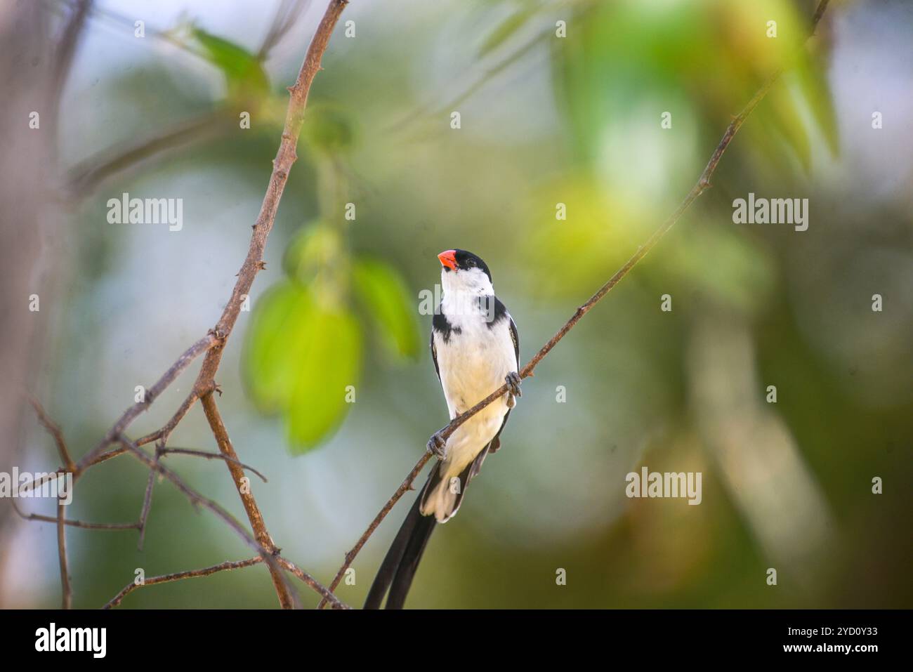 PIN-TAILED WHYDAH - ( Vidua macroura ) in Murchison Falls National Park ...
