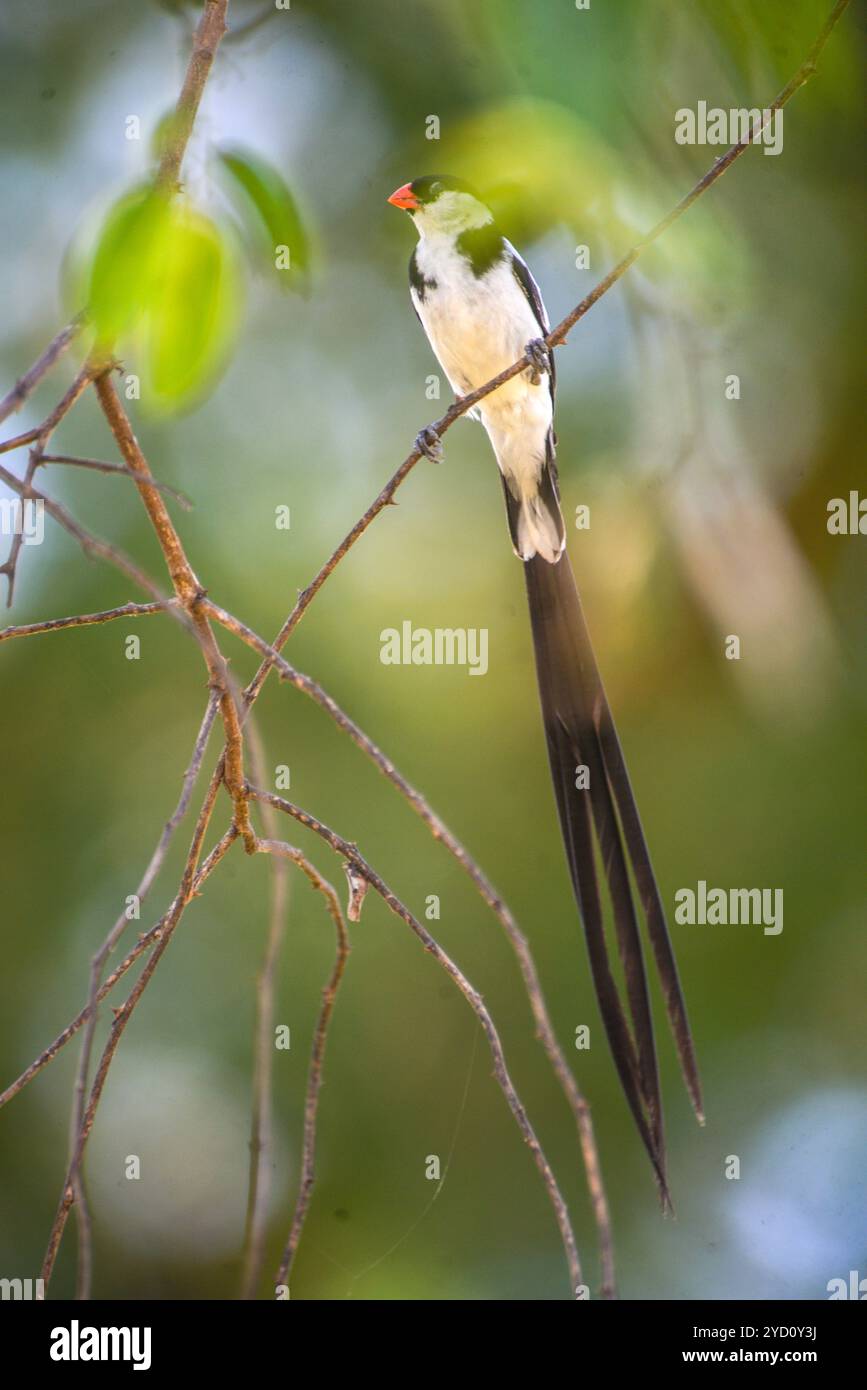 PIN-TAILED WHYDAH - ( Vidua macroura ) in Murchison Falls National Park ...
