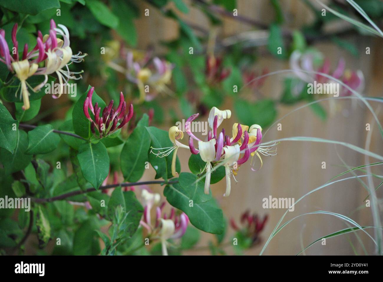 the beautiful and particular flower of the Atlantic Honeysuckle Stock ...