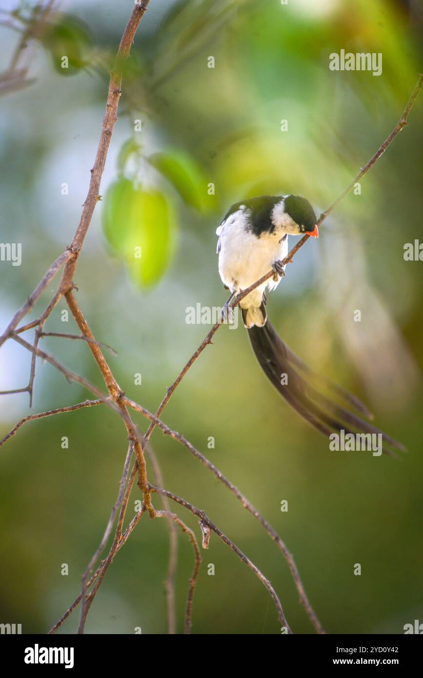 PIN-TAILED WHYDAH - ( Vidua macroura ) in Murchison Falls National Park ...