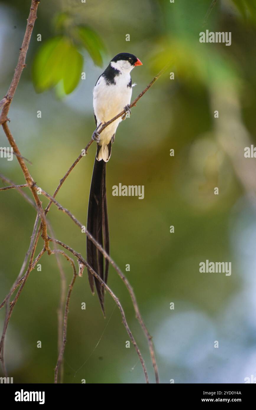 PIN-TAILED WHYDAH - ( Vidua macroura ) in Murchison Falls National Park ...