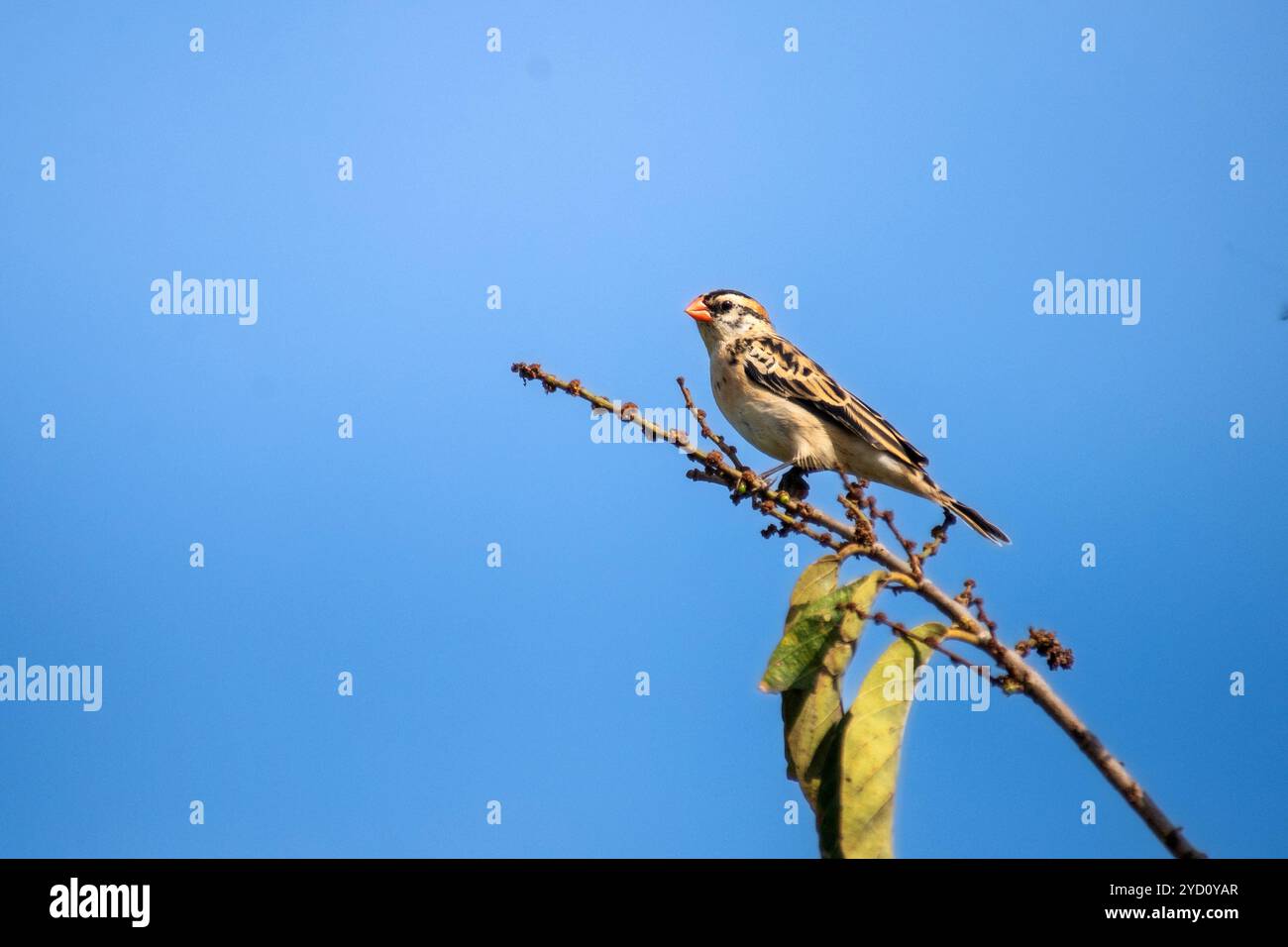 Paradise whydah birds hi-res stock photography and images - Alamy