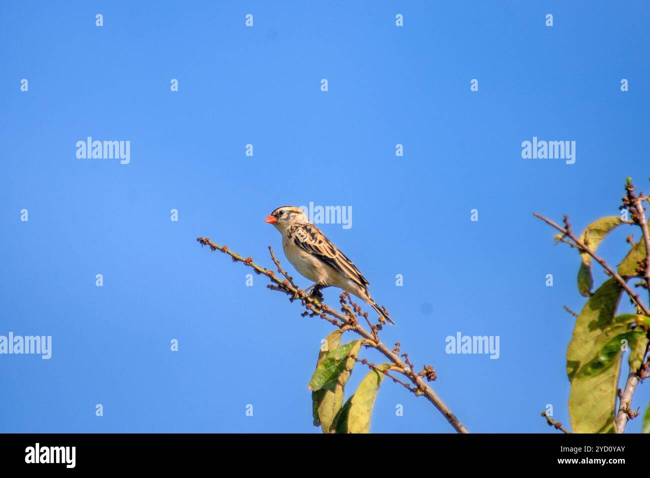 Paradise whydah birds hi-res stock photography and images - Alamy