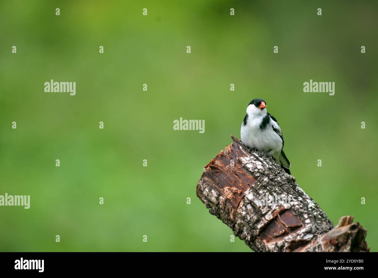 PIN-TAILED WHYDAH - ( Vidua macroura ) - Semliki National Park Stock ...