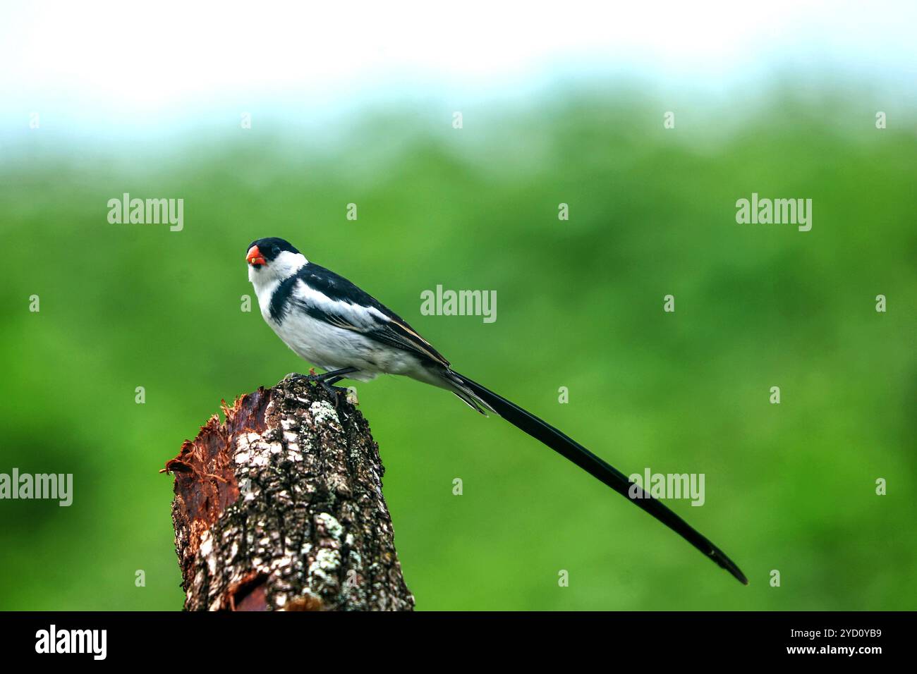 PIN-TAILED WHYDAH - ( Vidua macroura ) - Semliki National Park Stock ...