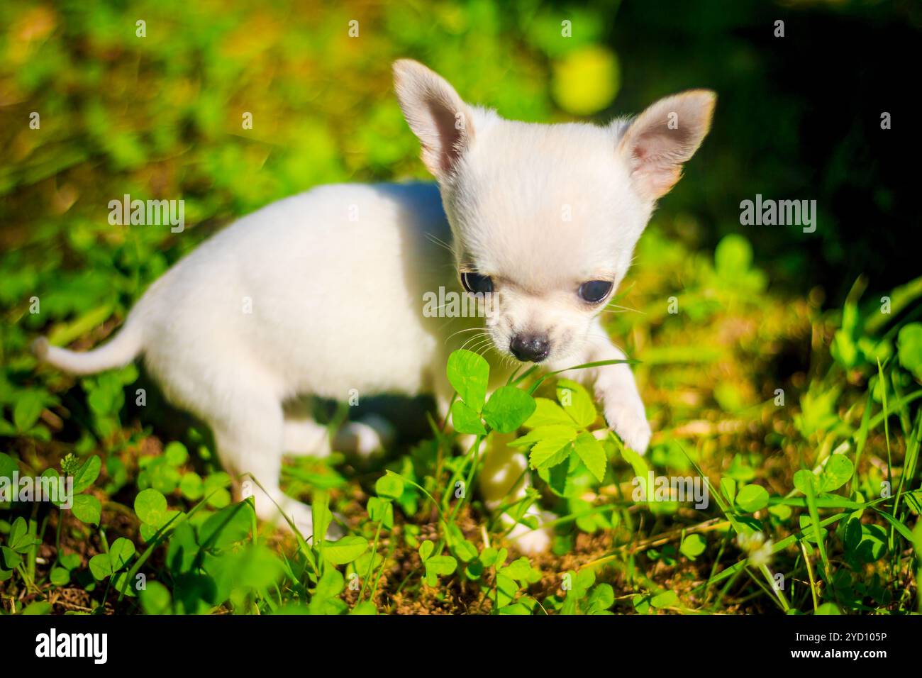 Little white chihuahua dog on the walk. A little dog. Puppy. White dog ...