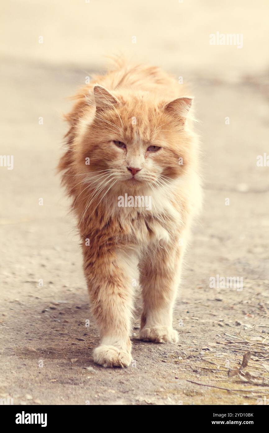 Stray street red cat. Homeless cat. A homeless animal. Cat on the ...