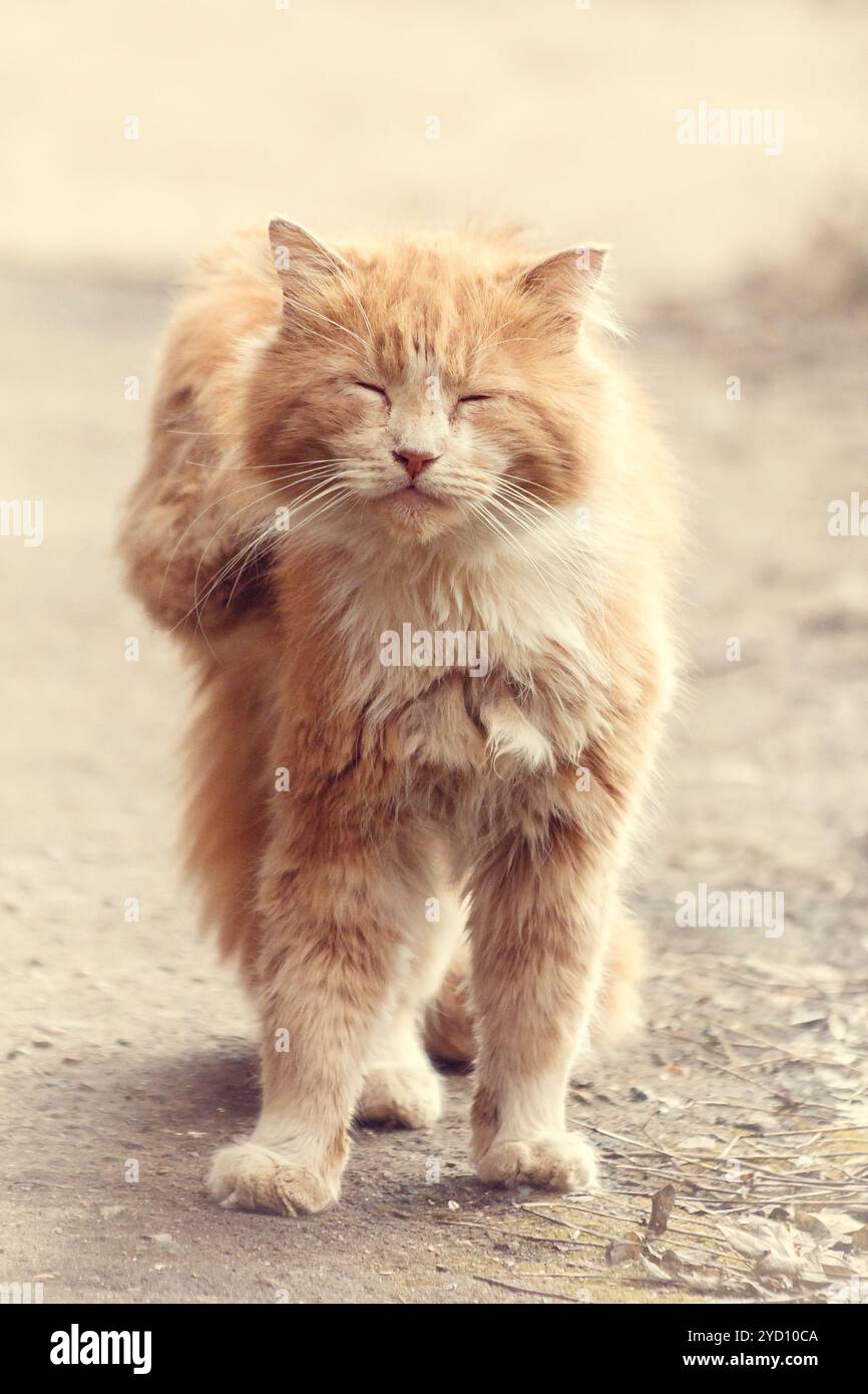 Stray street red cat. Homeless cat. A homeless animal. Cat on the ...