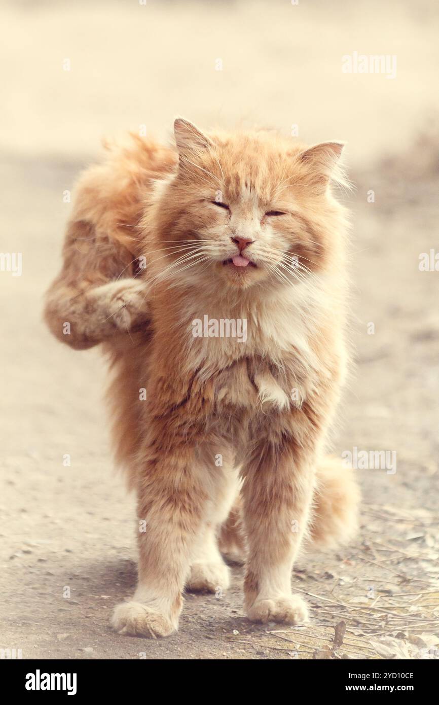 Stray street red cat. Homeless cat. A homeless animal. Cat on the ...