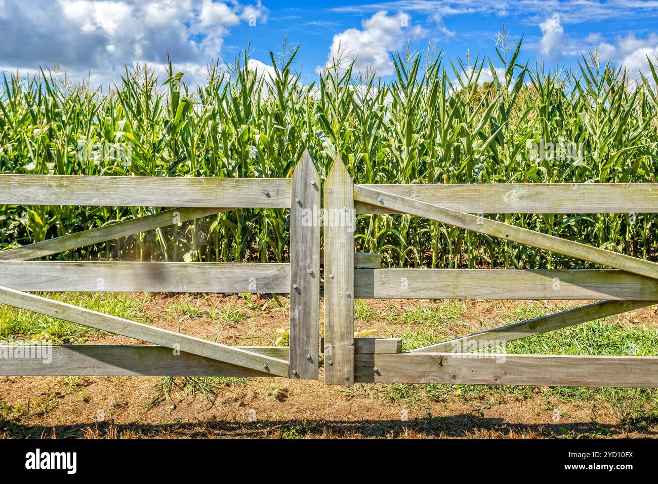 Farming corn crops in the Shoalhaven Australia Stock Photo - Alamy
