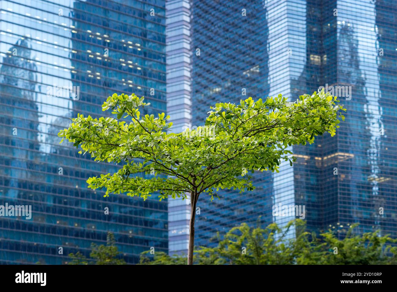 Tree skyscraper hi-res stock photography and images - Alamy