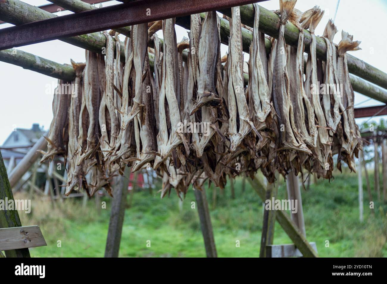 Cod is being dried on scaffolding made from wood in the scenic Lofoten ...