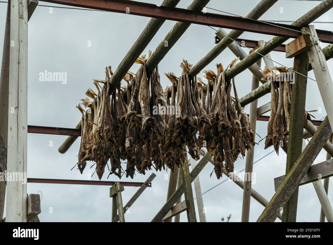 In the Lofoten Islands of Norway, cod fish hang from wooden scaffolding ...