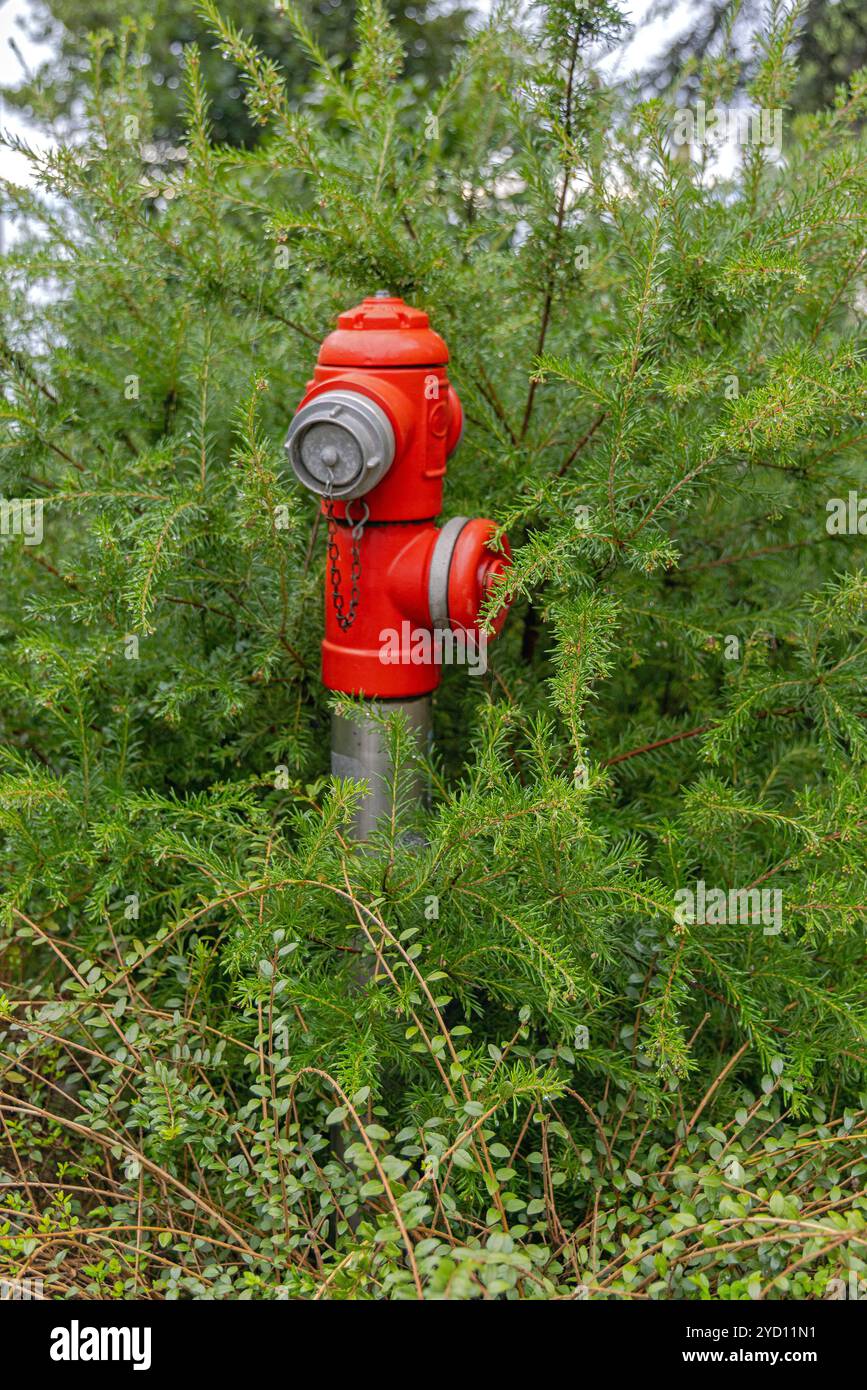 Red Water Pipe Fire Hydrant Hidden at Bush in City Park Croatia Stock ...