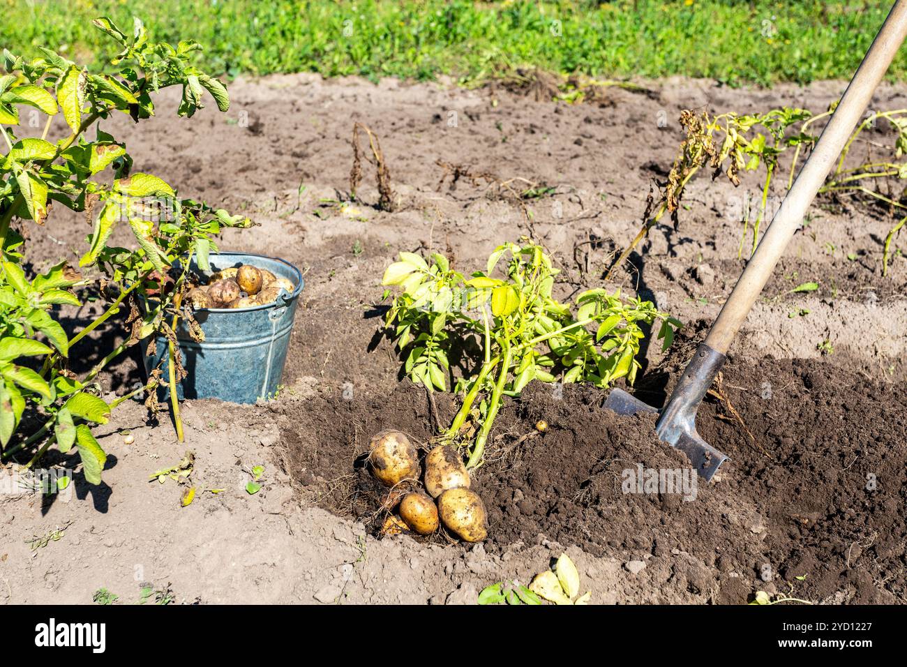 Potato harvest field hi-res stock photography and images - Alamy