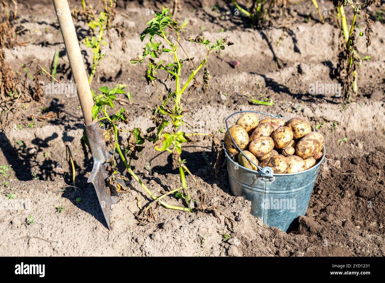 Potato harvest on the field Stock Photo - Alamy