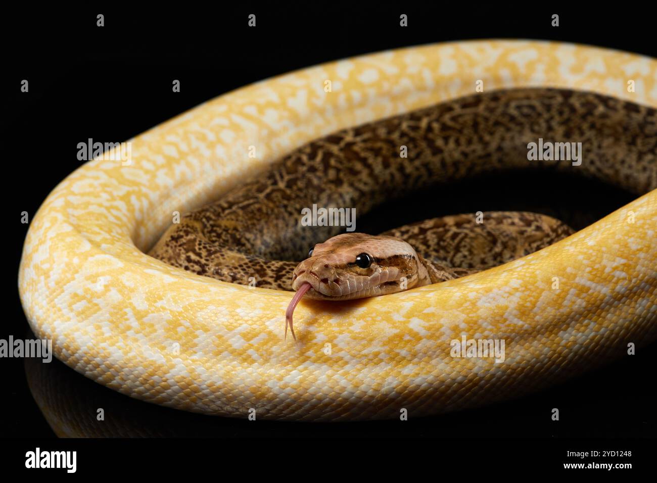 An albino python is coiled on a dark reflective surface, highlighting ...
