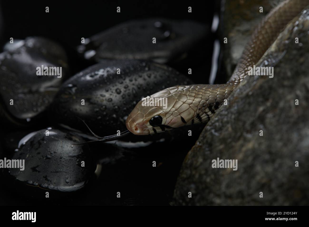 A snake blends seamlessly with the surrounding rocks, its body nearly ...