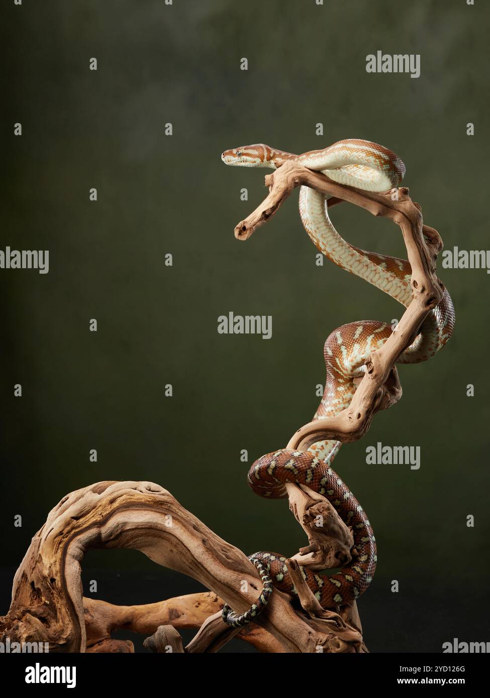 A python is coiled on a twisted branch, its body wrapped tightly around ...