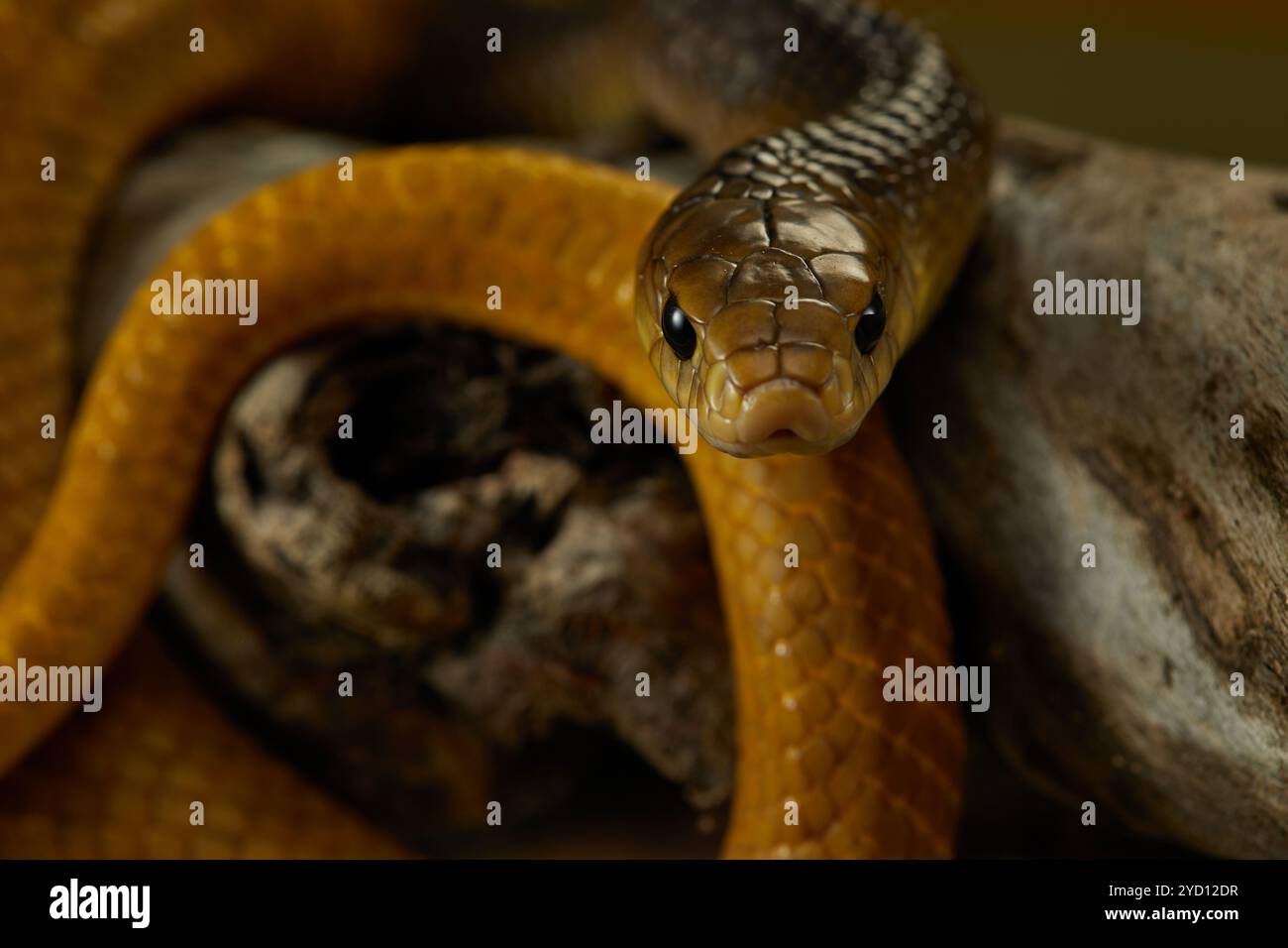 A snake is resting on a rough branch, its body coiled tightly. The ...