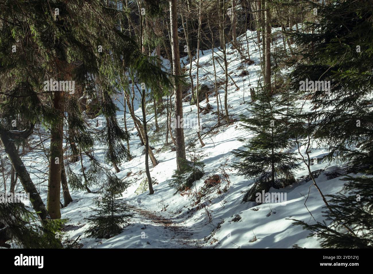 A peaceful snow-laden trail winds through the northern hardwood forest ...