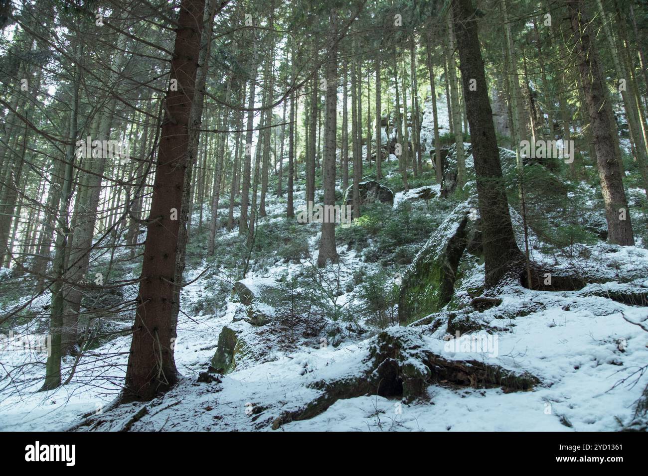 Wander through a peaceful grove in the Swiss Saxony national park ...
