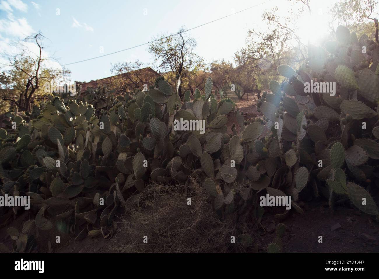 Sunlight streams through the dense foliage of a Barbary fig bush ...