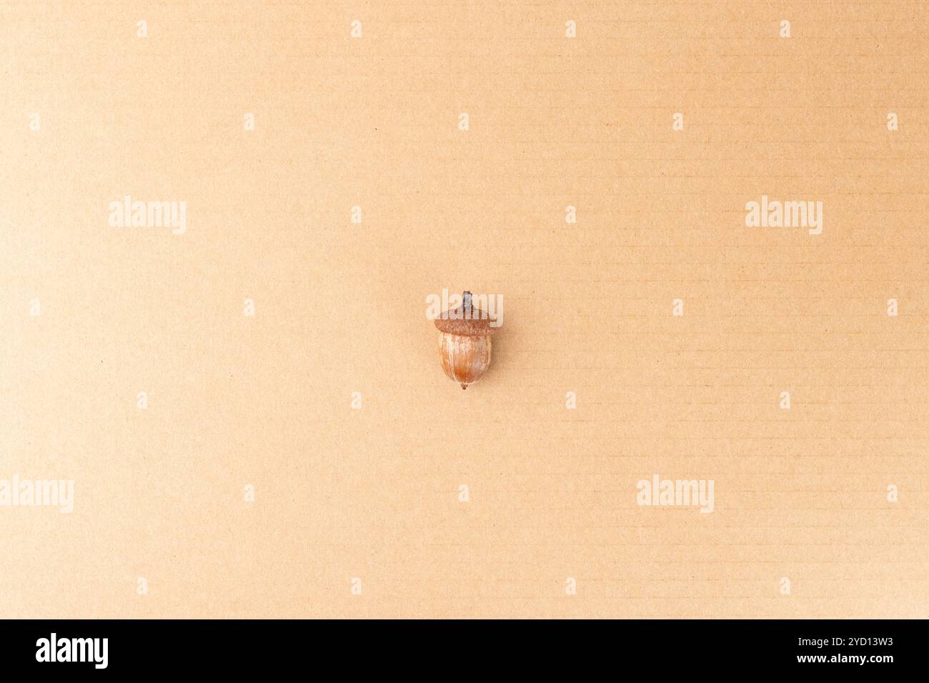 single whole acorn top view on carton, step in creative process, DIY ...