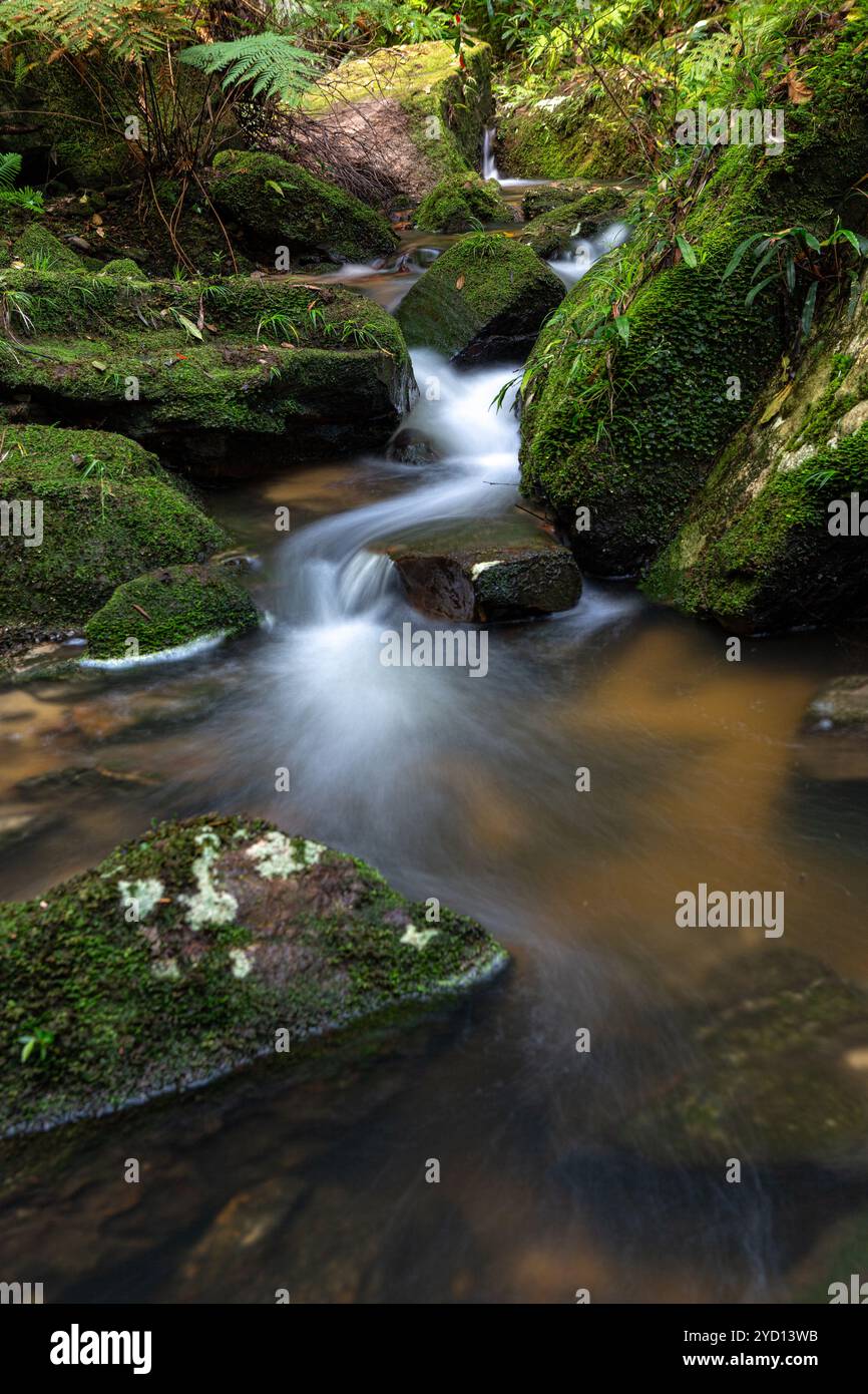 Water cascading down the gully in and around thick mossy rocks and lush ...
