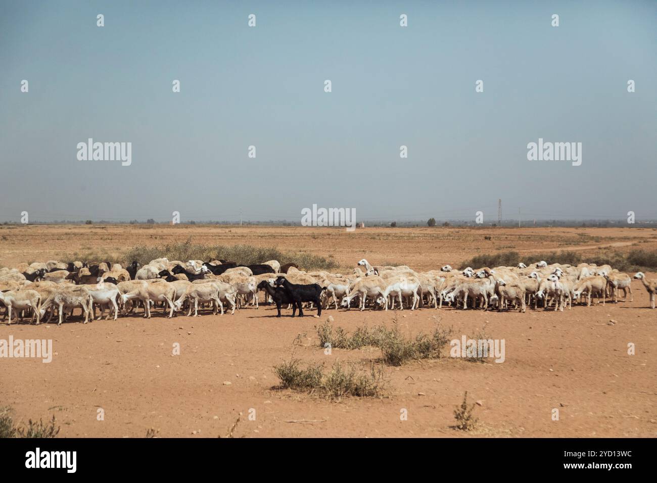 A large herd of sheep and goats roam the dry grasslands of Morocco ...