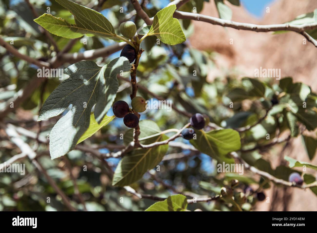 In the warm Moroccan climate, a fruit tree displays vibrant green ...
