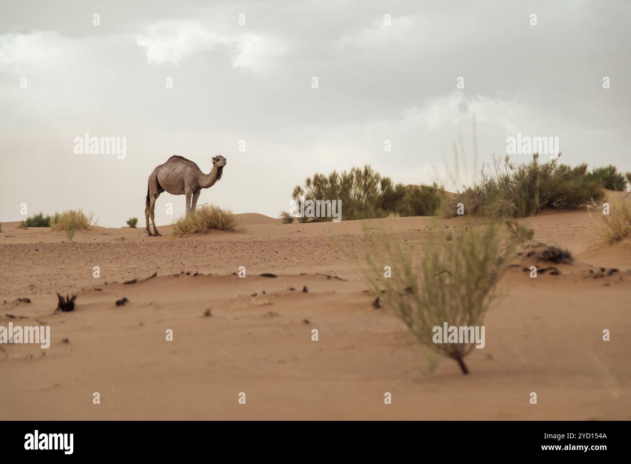 A lone Arabian camel traverses the vast, golden dunes of the Sahara ...