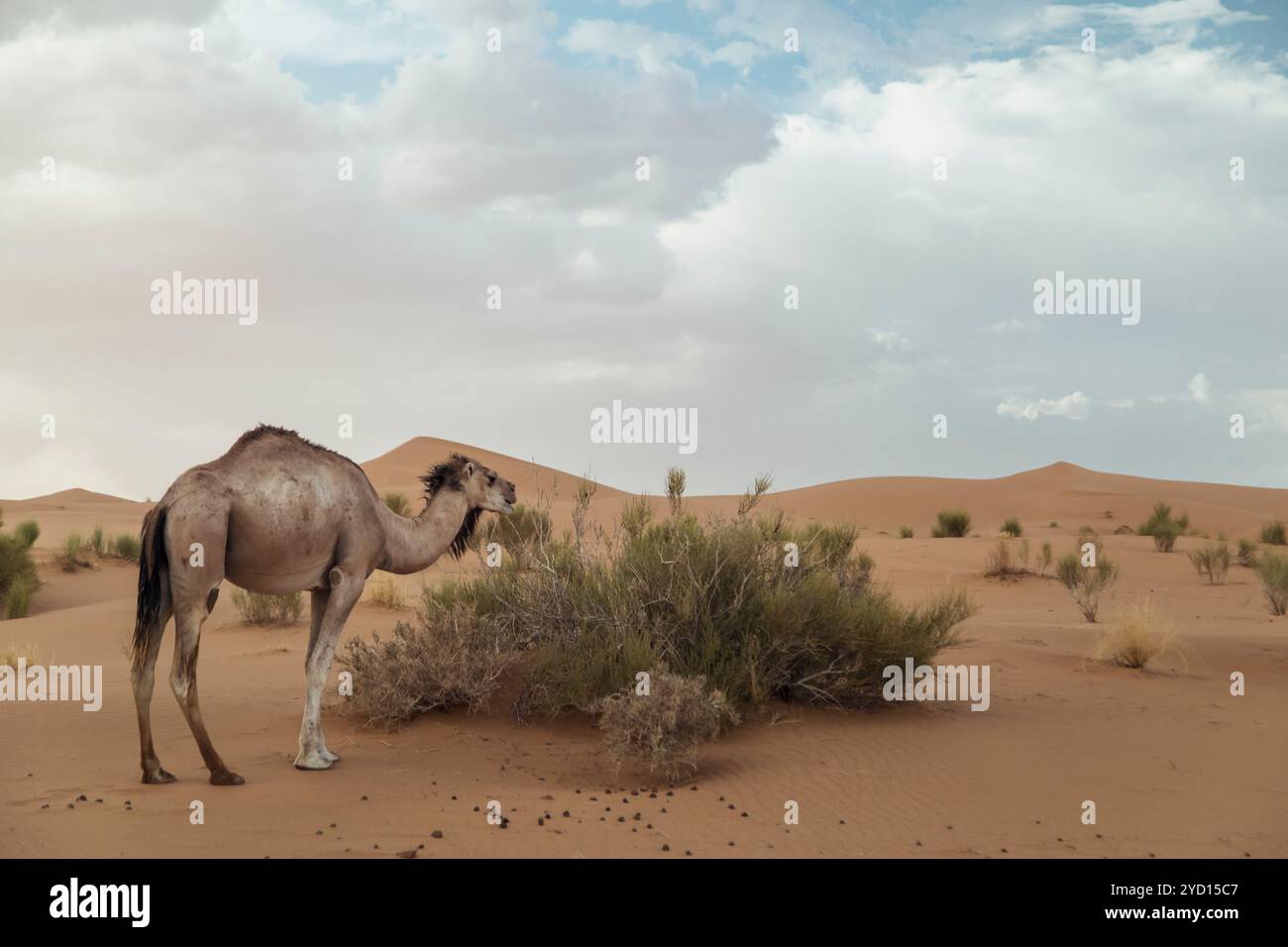 An Arabian camel stands amidst the golden dunes of the Sahara Desert in ...