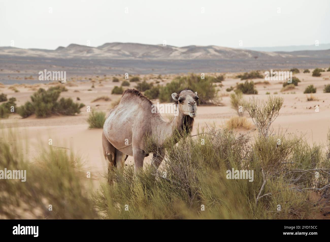 A lone camel stands among sparse vegetation in the Sahara Desert ...