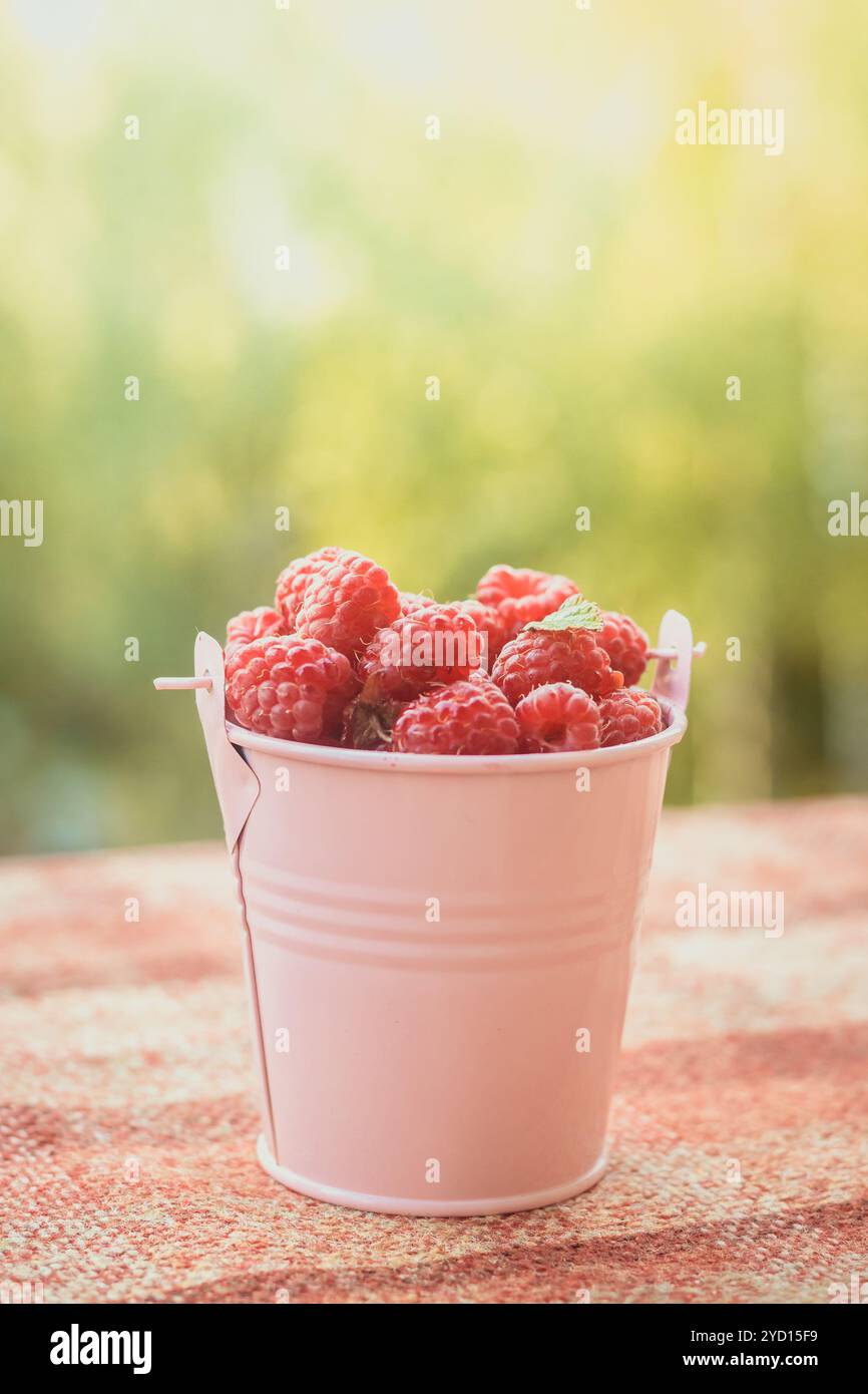 Pink raspberry bucket. Sweet summer berries. Raspberry berry. Garden ...