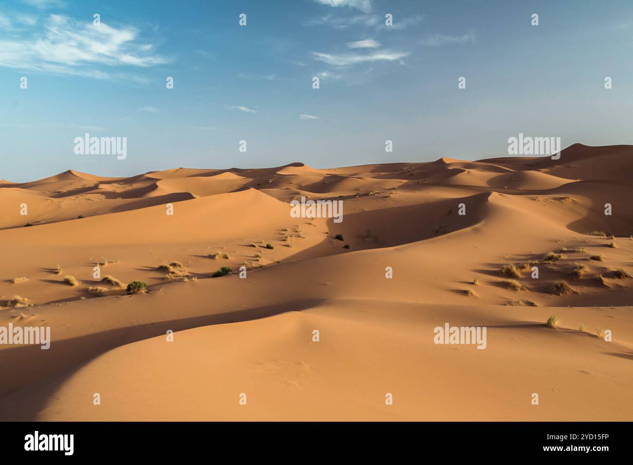 Golden sand dunes stretch endlessly under a bright sky in the Sahara ...