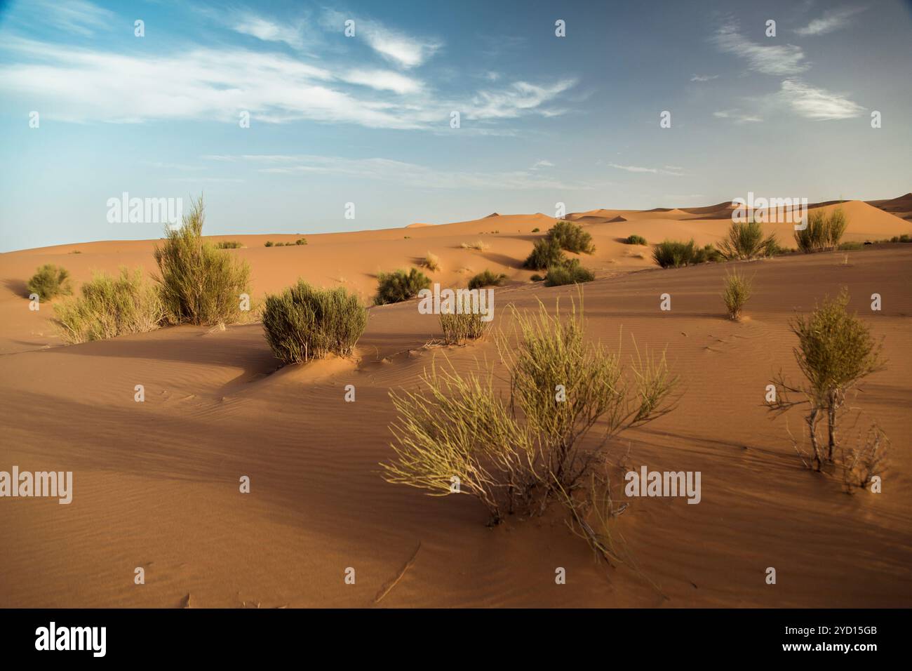 Vast sandy landscapes of the Sahara Desert in Morocco, featuring gentle ...