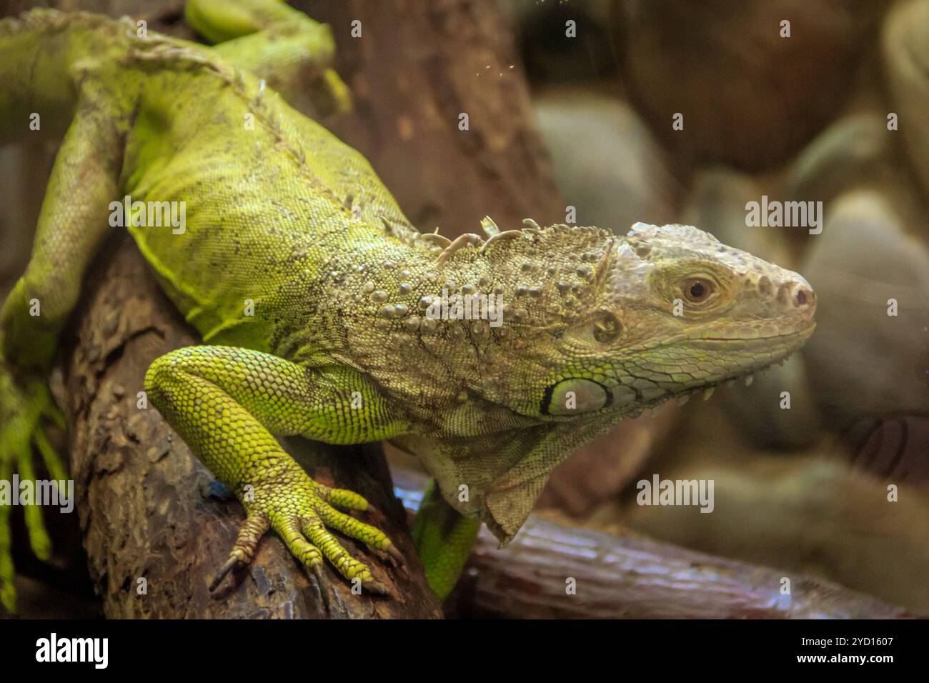 Iguana at the zoo. An animal in captivity. Animal in the zoo. Dangerous ...