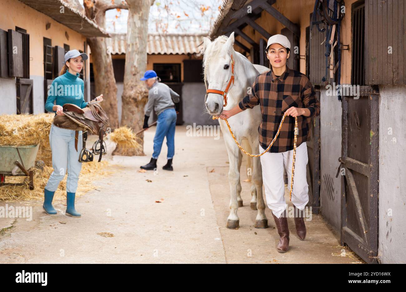 Backyard of the stables on typical day - horse walking Stock Photo - Alamy