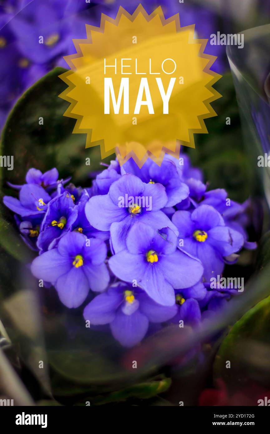 Banner Hello May. Greeting the new month. Picture with flowers. Text on ...