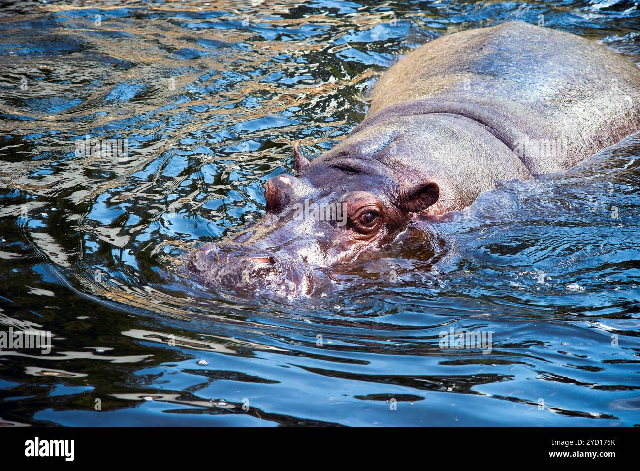 Hippo in water Stock Photo - Alamy