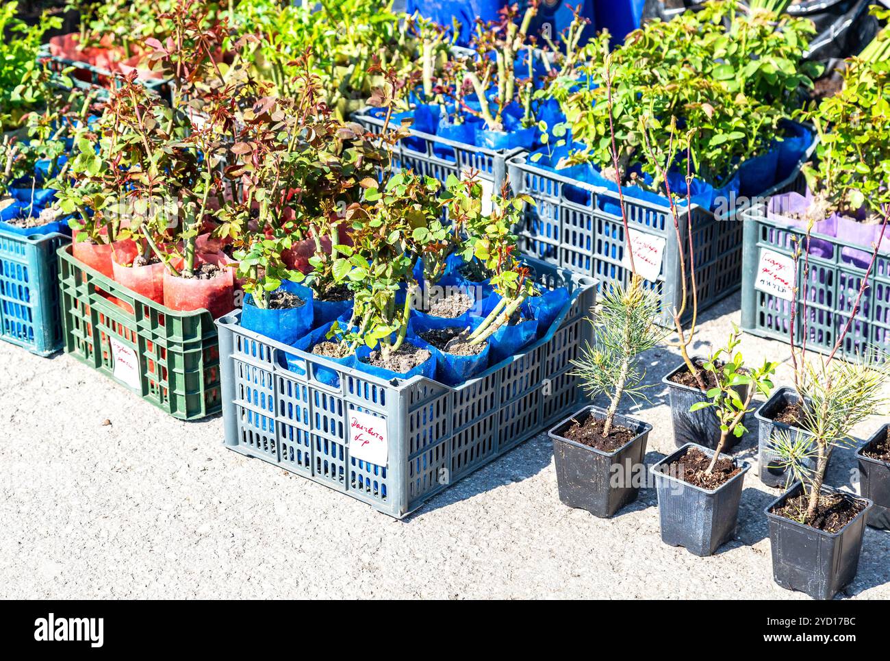 Sunny outdoor garden seedlings hi-res stock photography and images - Alamy